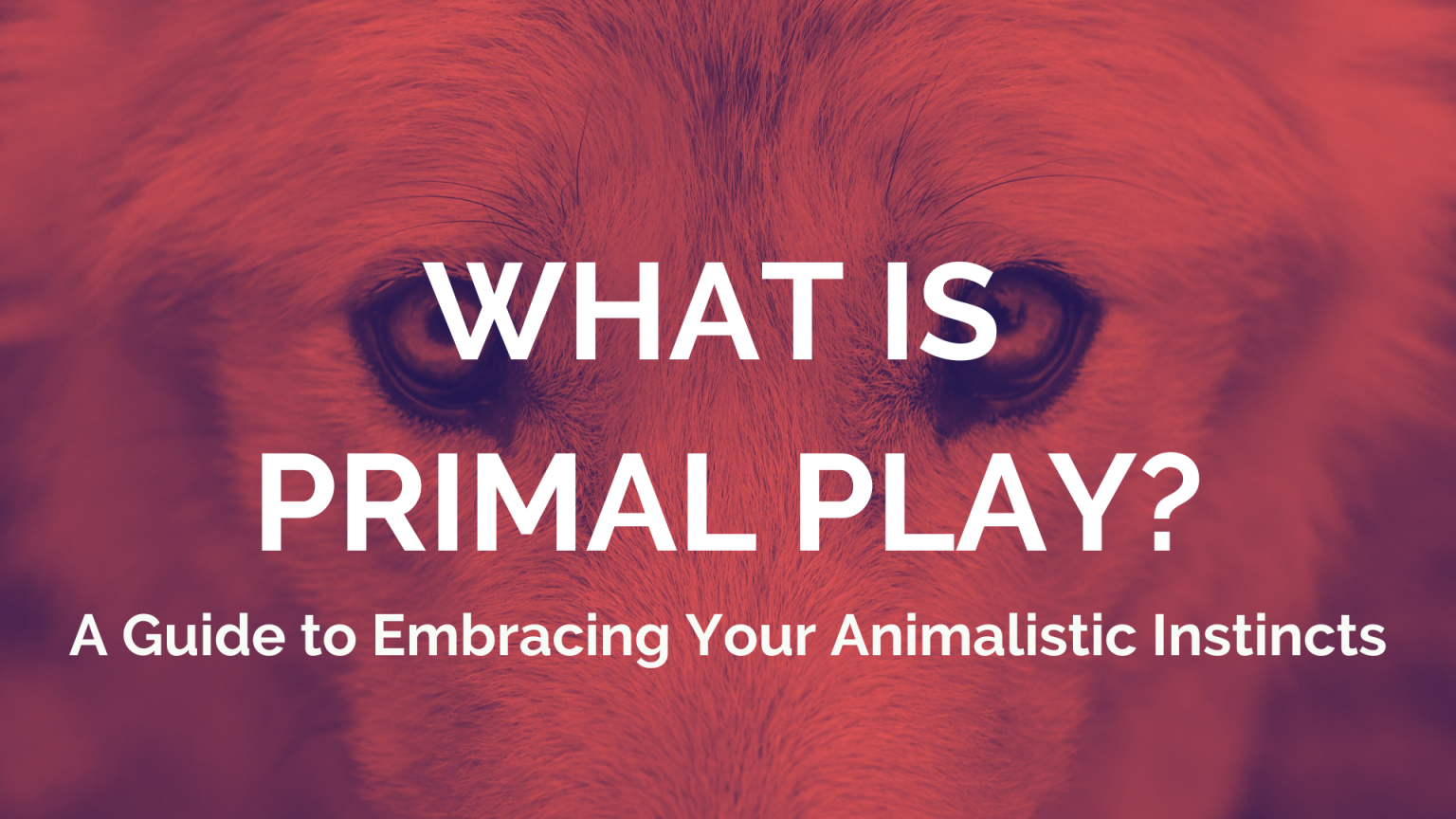 What is Primal Play? - Sub in the City